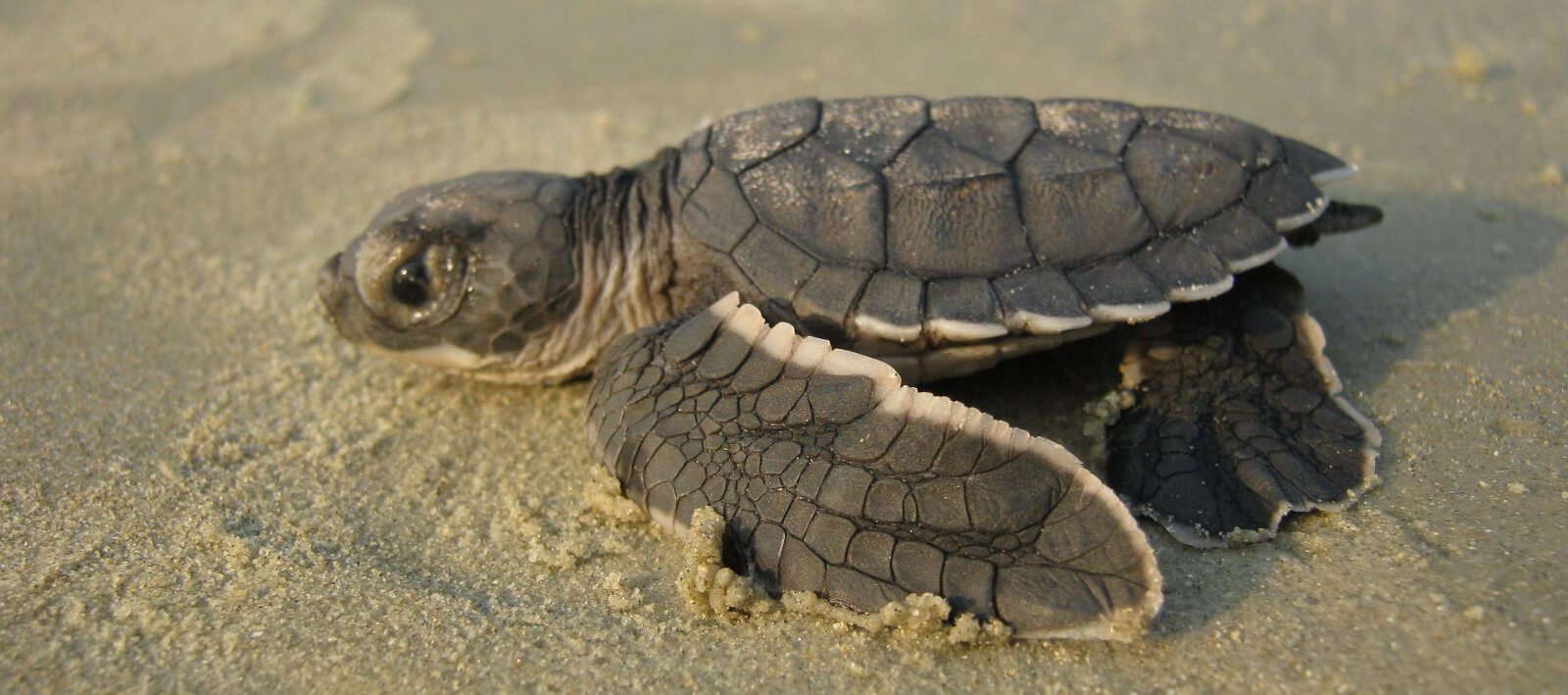 African Chelonian Institute - Home - African Chelonian Institute