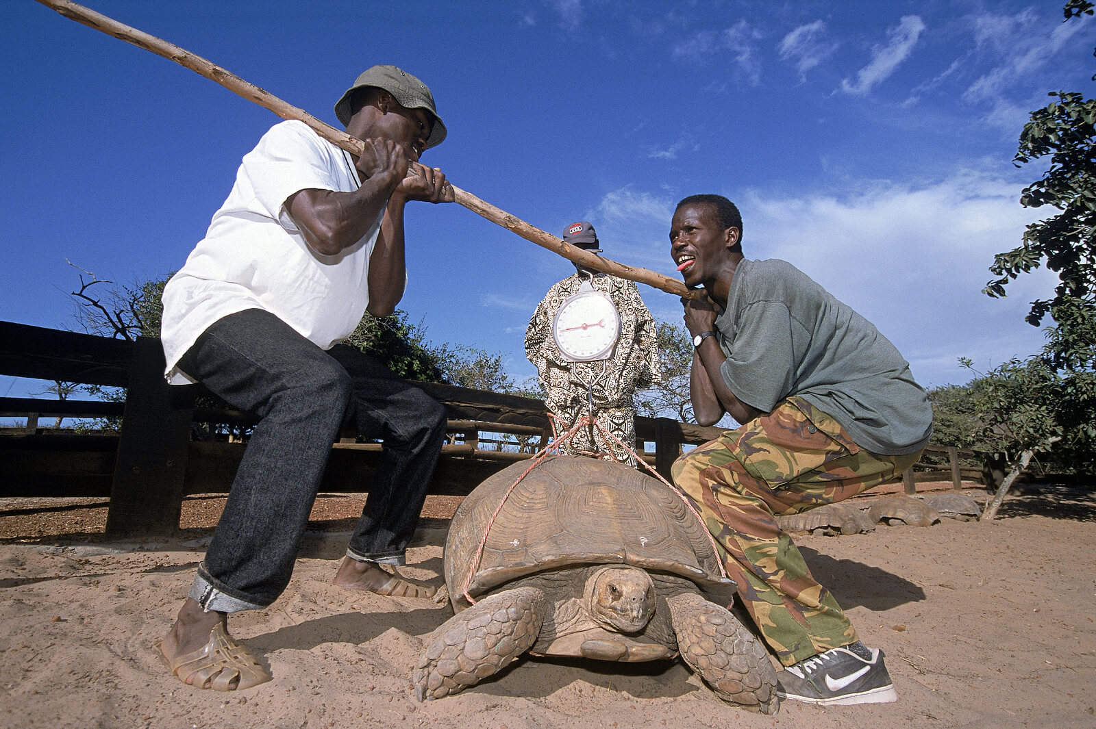 African Chelonian Institute - Home - African Chelonian Institute