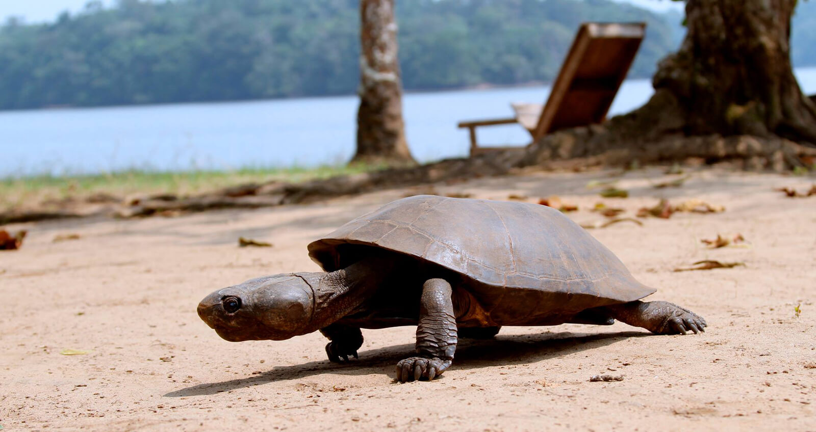 African Chelonian Institute - Home - African Chelonian Institute