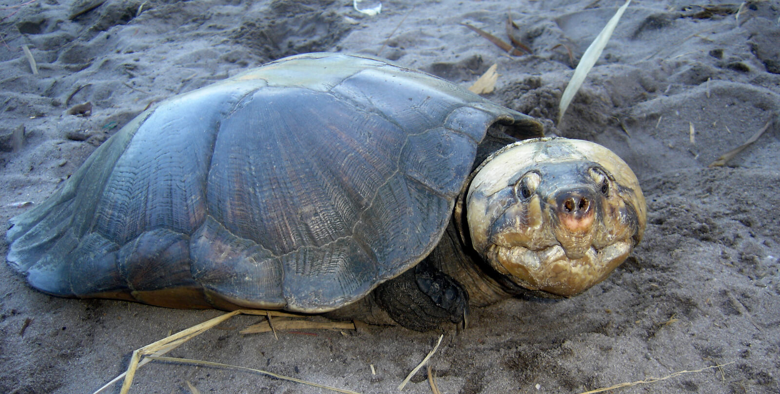 African Chelonian Institute - Home - African Chelonian Institute